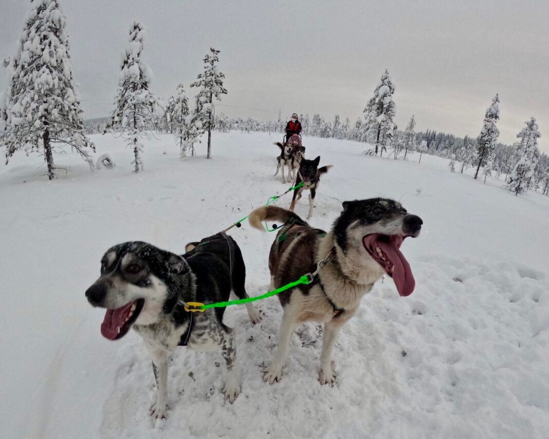 Trenó de Huskies na Lapônia, Finlândia!